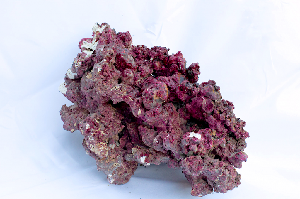 Real Reef Plate Coral Cups 10pc Box - Superior Pets